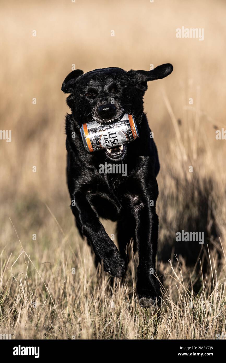 A Labrador Retriever retrieving a beer Stock Photo - Alamy