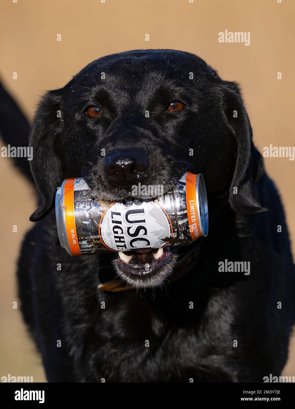 A Labrador Retriever retrieving a beer Stock Photo - Alamy