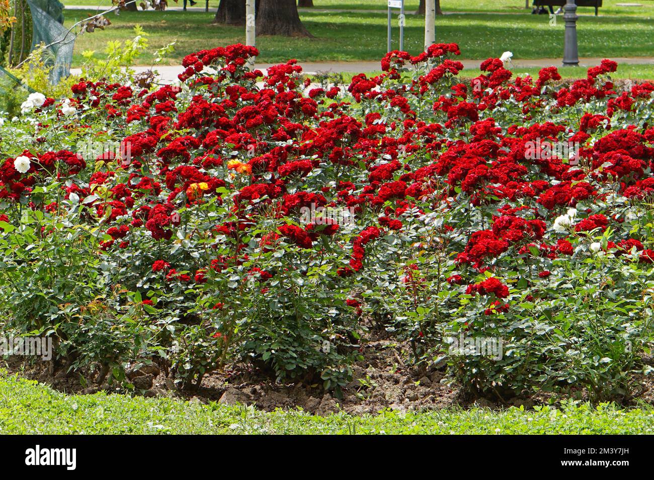 Large carnation hi-res stock photography and images - Alamy