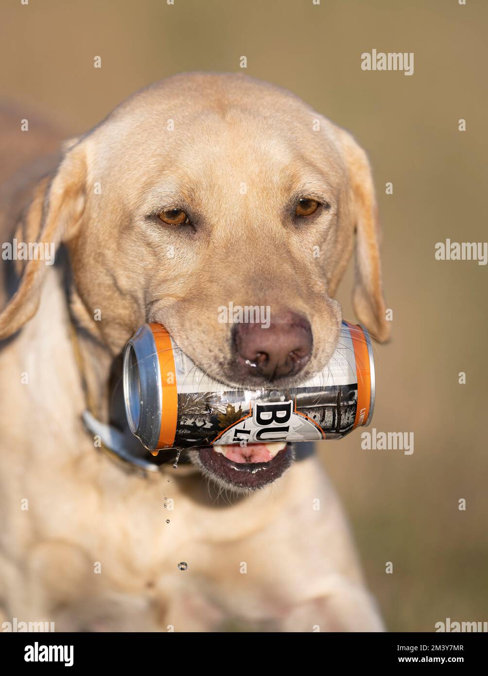 A Labrador Retriever retrieving a beer Stock Photo - Alamy