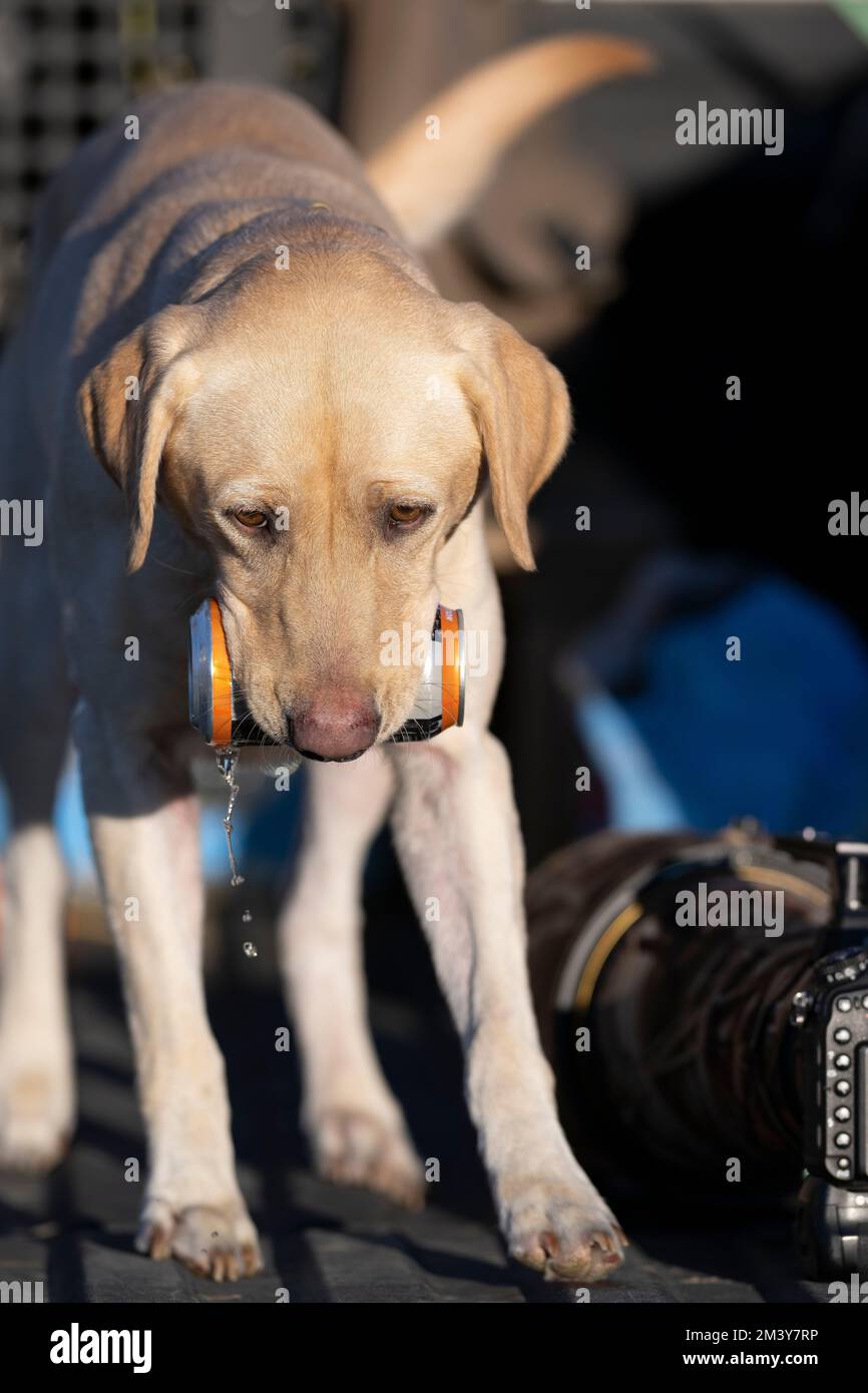 A Labrador Retriever retrieving a beer Stock Photo - Alamy
