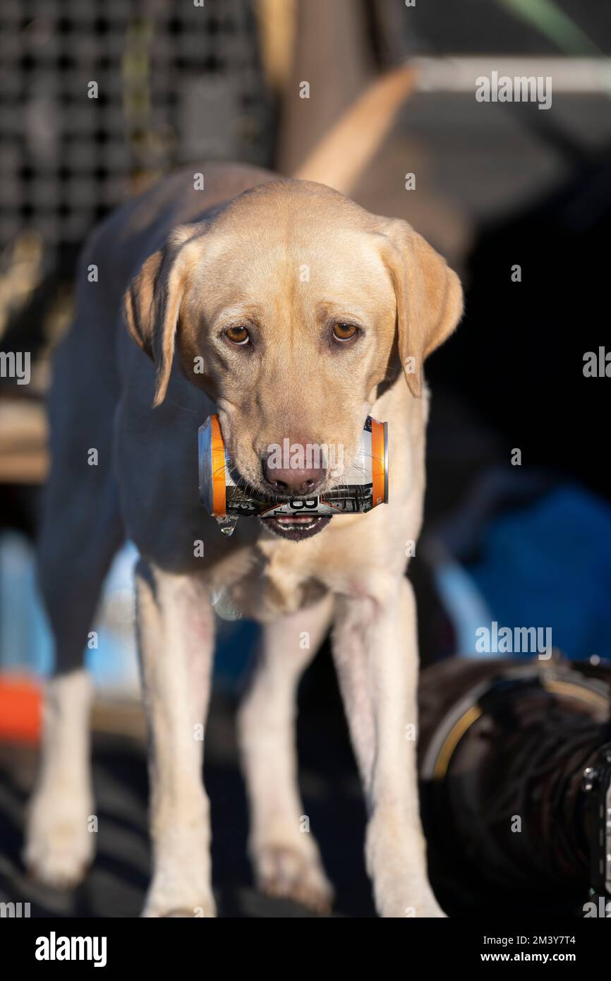 Black lab beer hi-res stock photography and images - Alamy