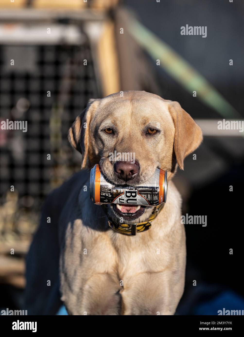 A Labrador Retriever retrieving a beer Stock Photo - Alamy