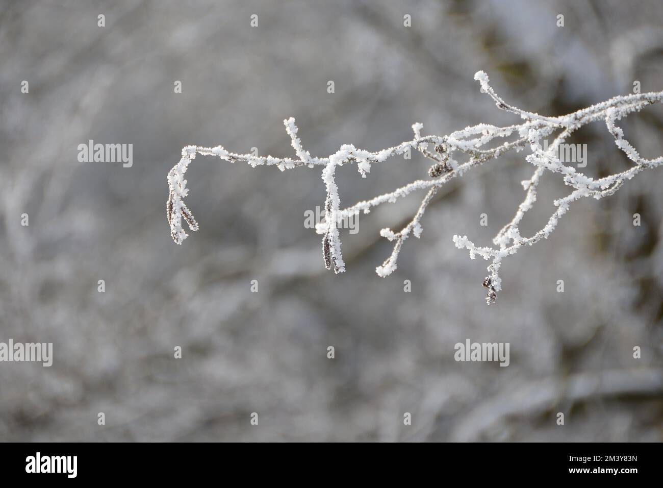 Snow covered frozen branch, white Stock Photo - Alamy