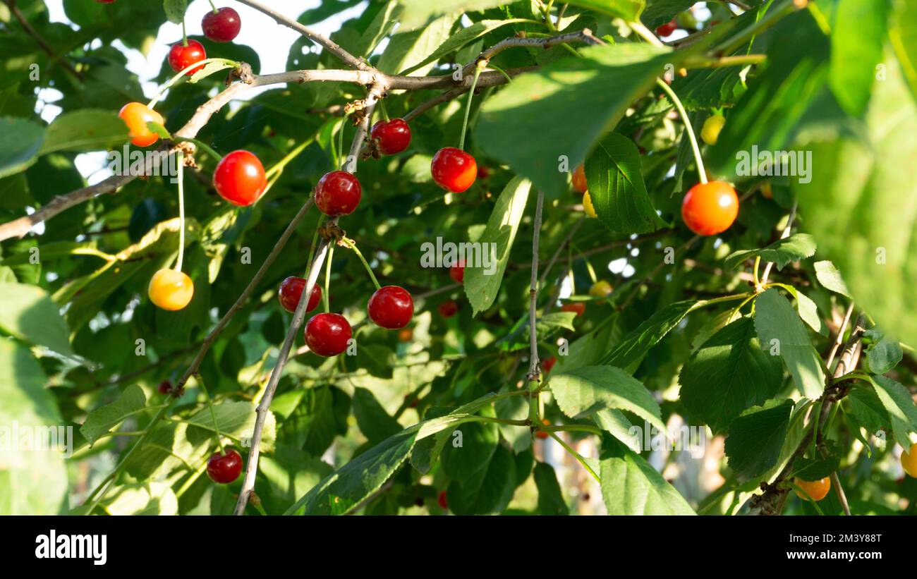 A group of red and green cherries and sweet cherries on a tree among ...