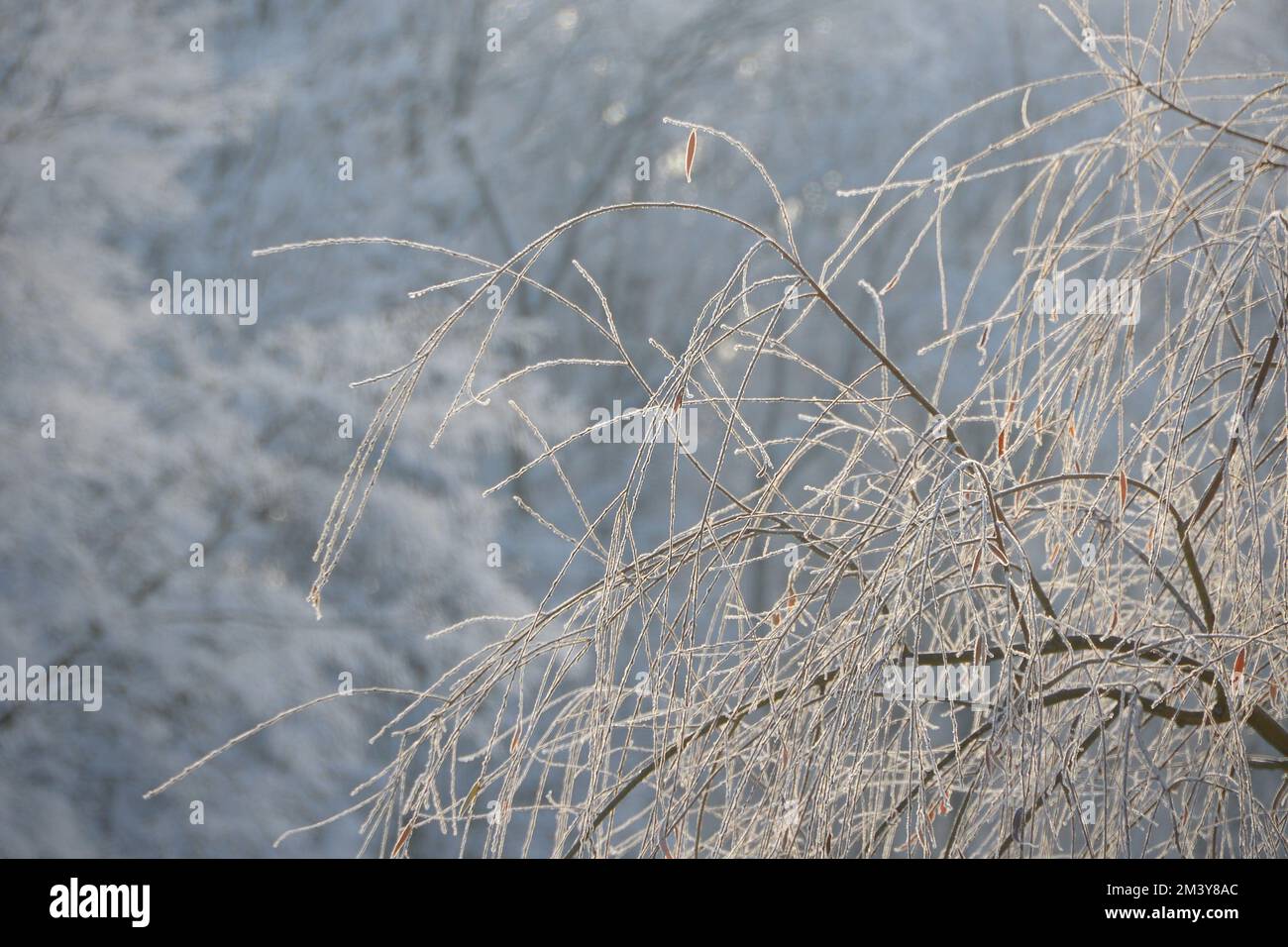 Frozen branches, backlit Stock Photo - Alamy