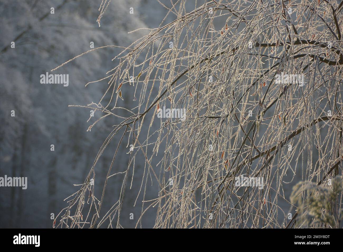 Frozen branches, backlit Stock Photo - Alamy