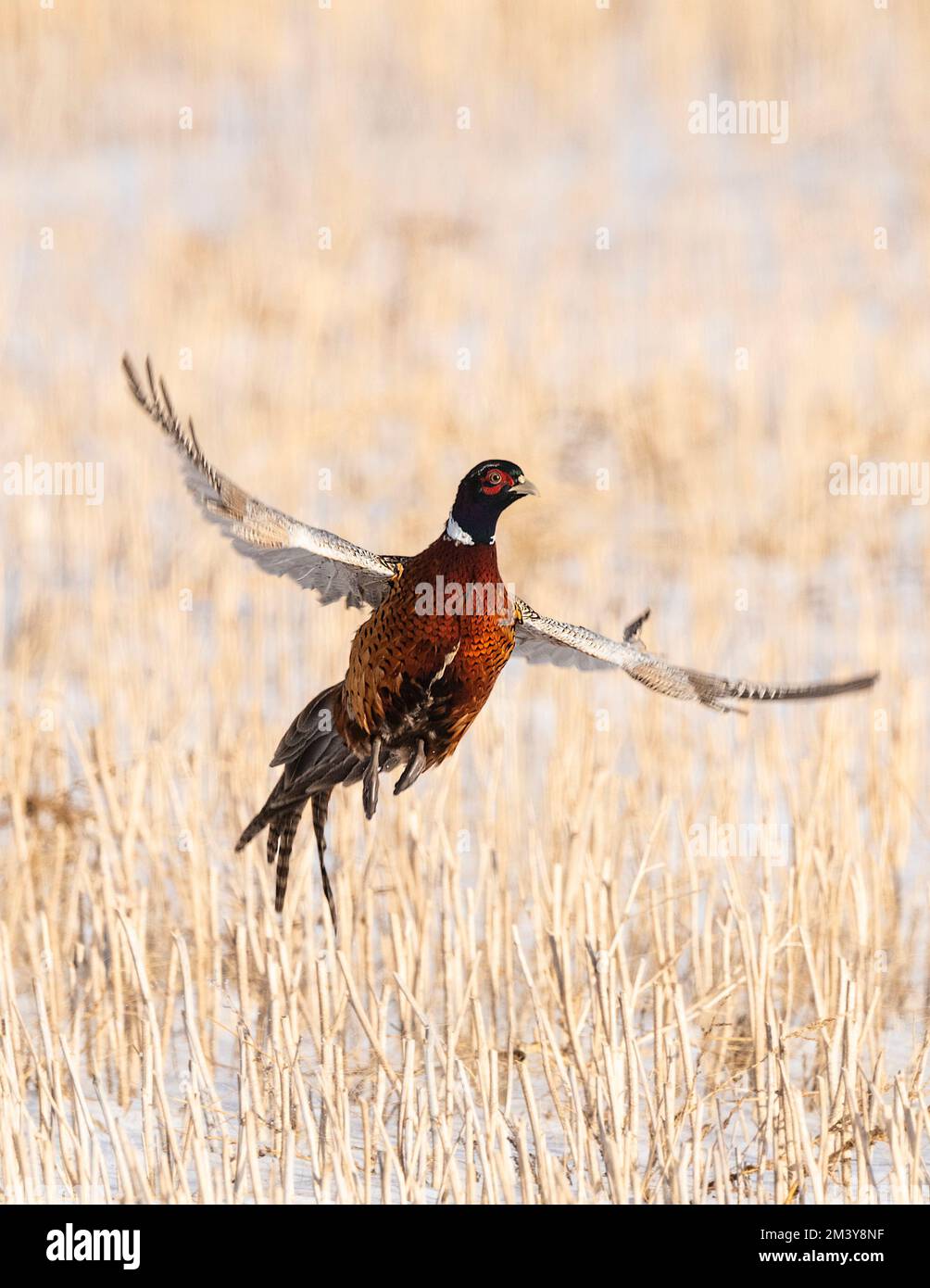 Nice rooster hi-res stock photography and images - Alamy