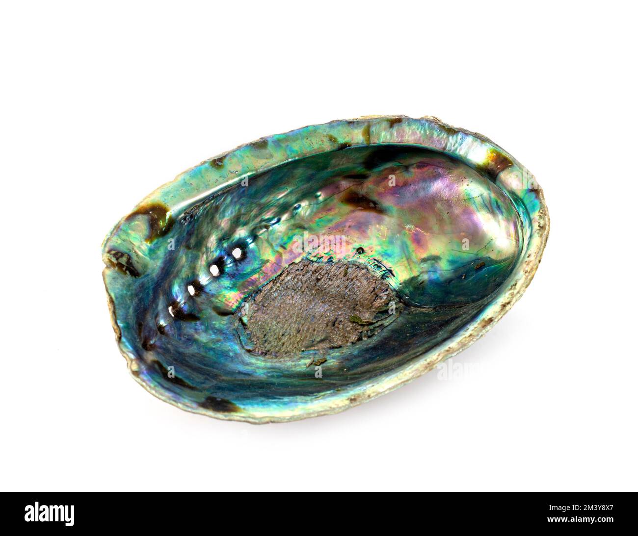 shell of abalone in front of white background Stock Photo - Alamy