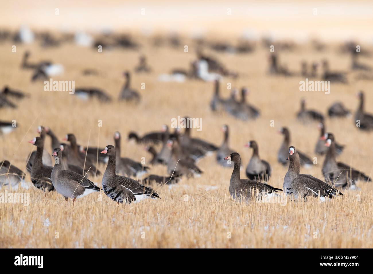 Speckly belly hi-res stock photography and images - Alamy