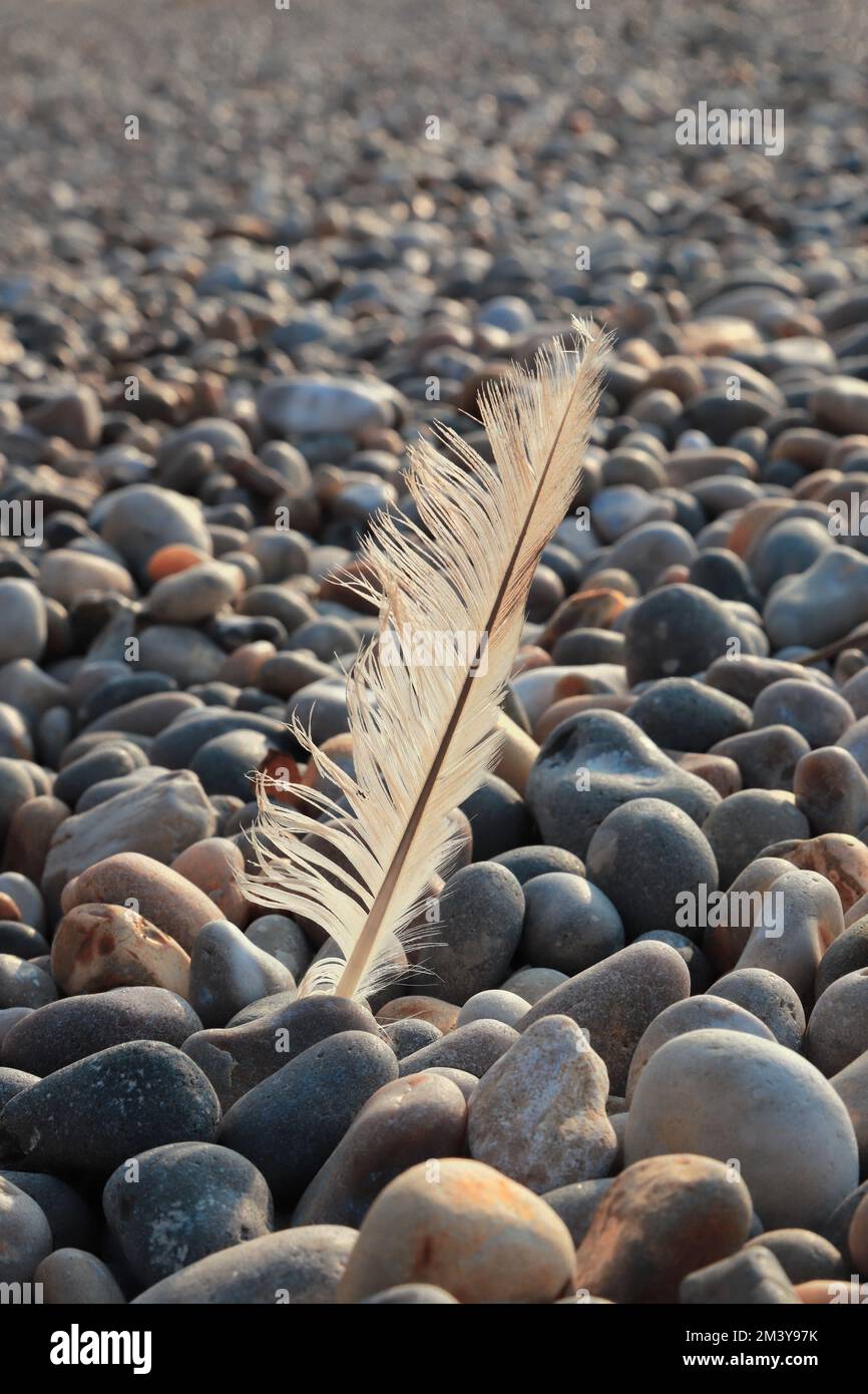 A feather on the beach pebbles - summer wallpaper Stock Photo - Alamy