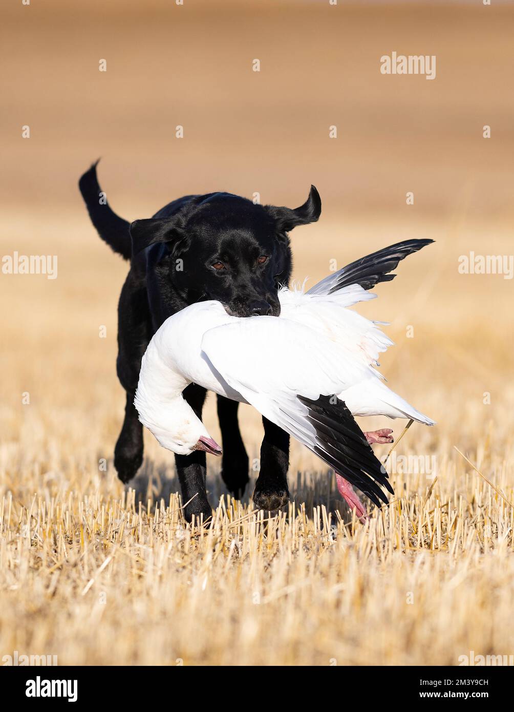 A Black Lab with a Snow Goose in North Dakota Stock Photo - Alamy