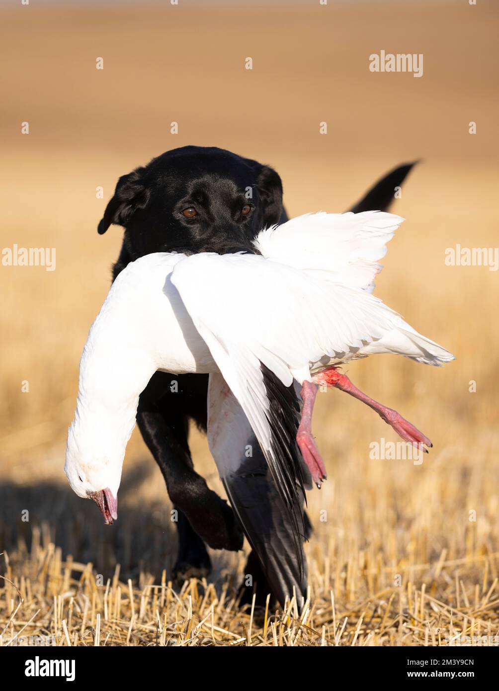 A Black Lab with a Snow Goose in North Dakota Stock Photo - Alamy