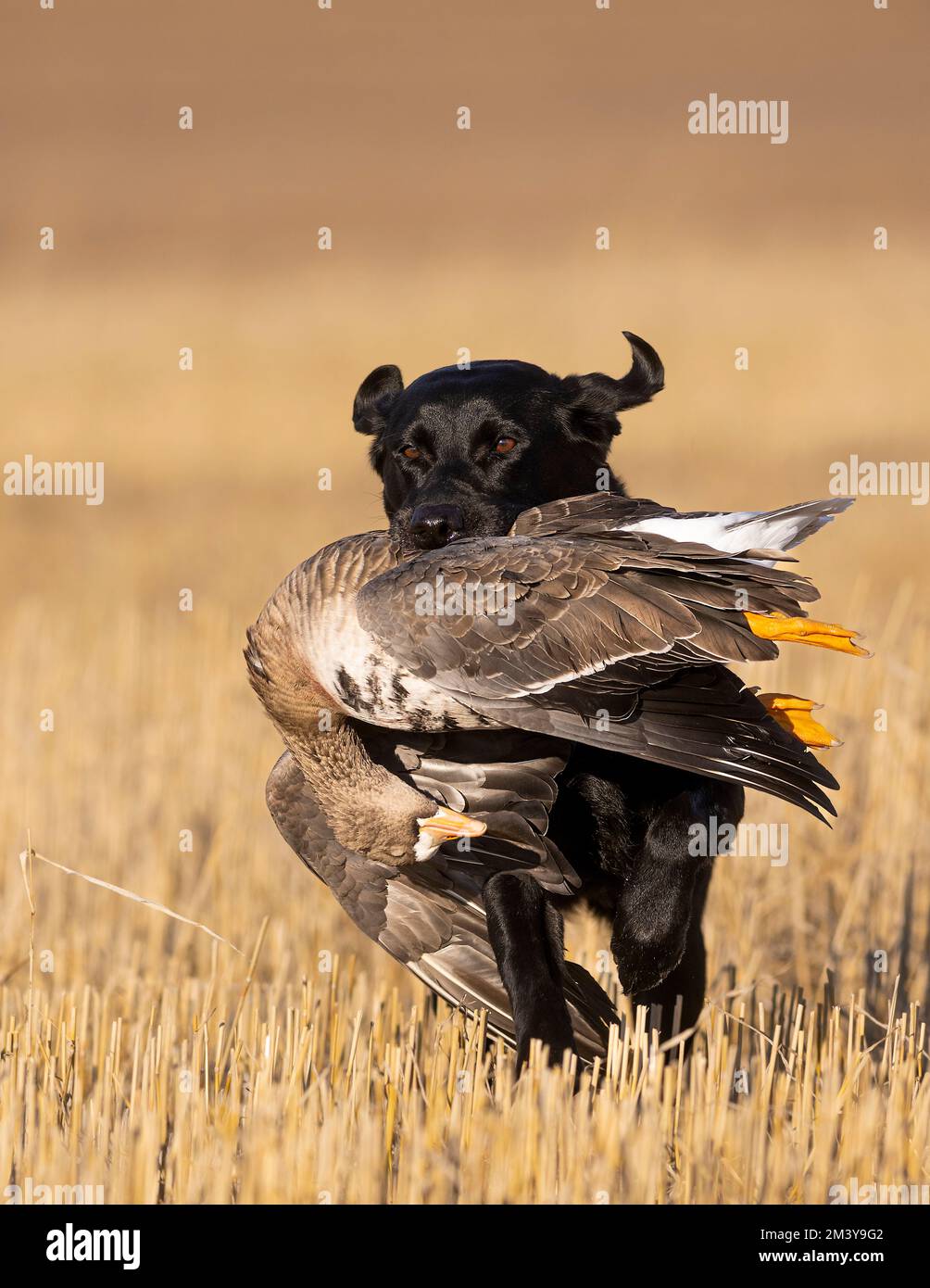 Black Lab retrieving a Whitefronted goose in North Dakota Stock Photo ...