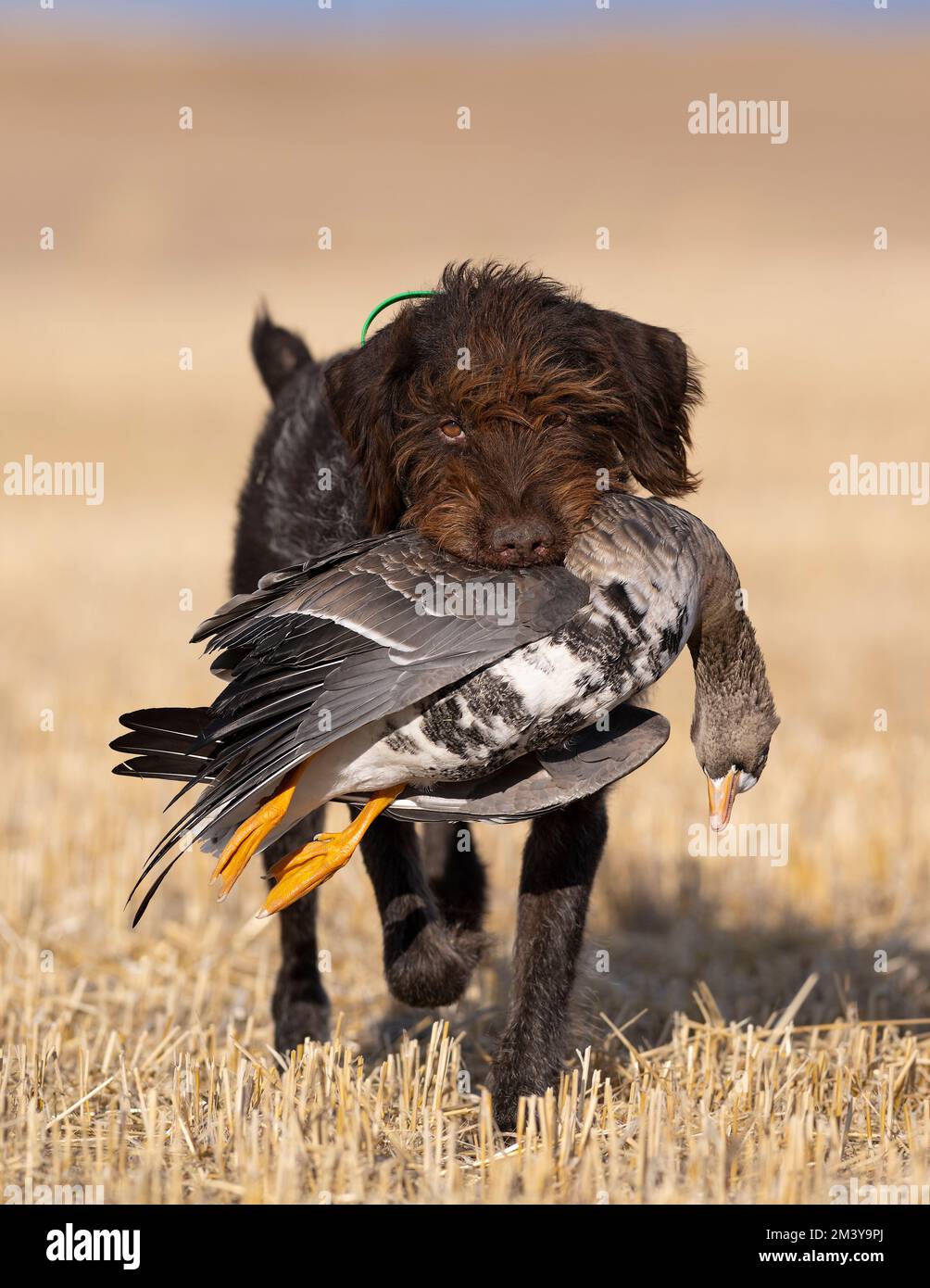A drahthaar hunting dog retrieving a goose in North Dakota Stock Photo ...