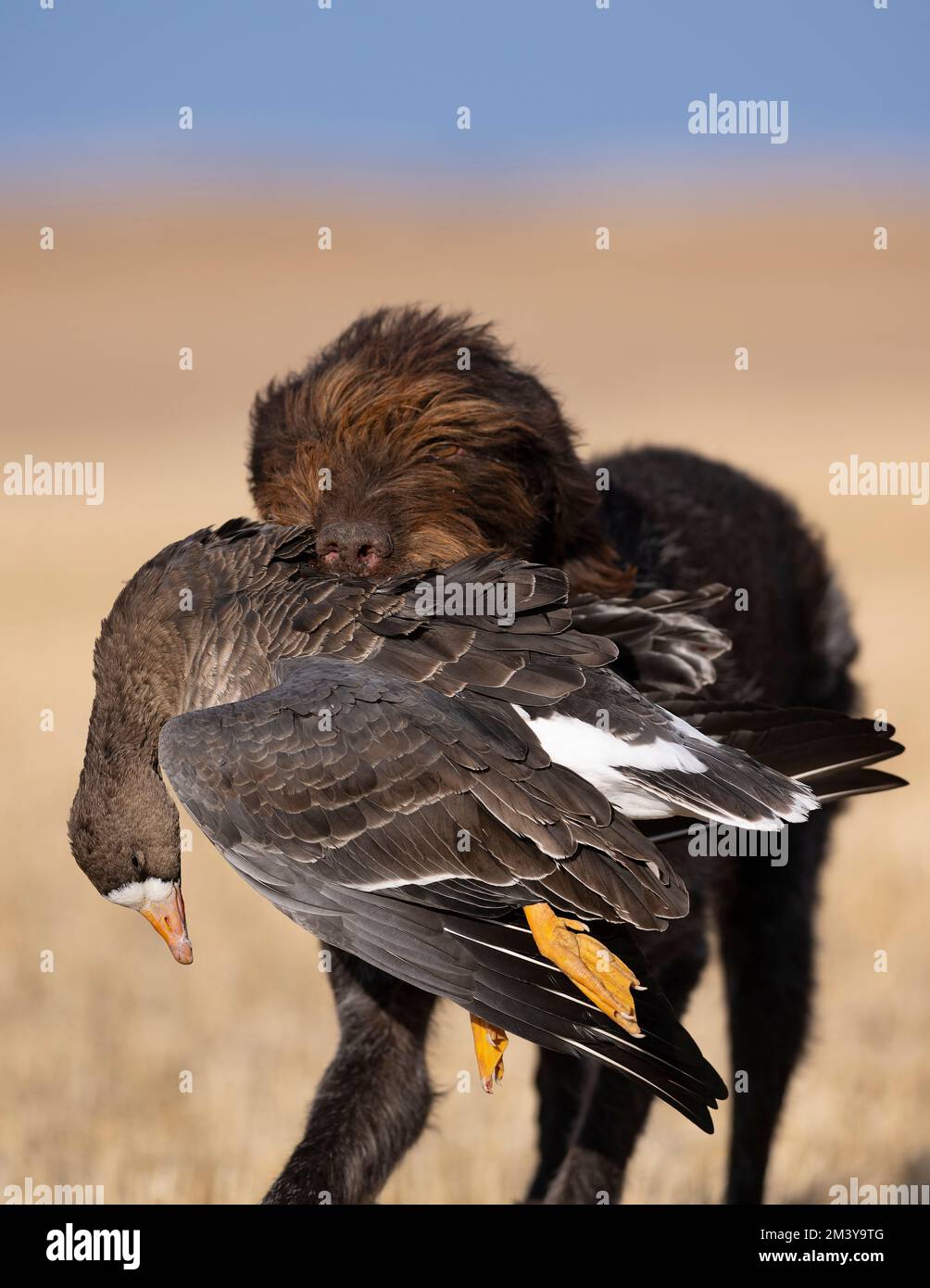 A drahthaar hunting dog retrieving a goose in North Dakota Stock Photo ...