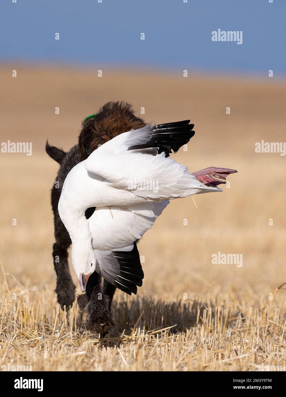 A drahthaar hunting dog retrieving a goose in North Dakota Stock Photo ...