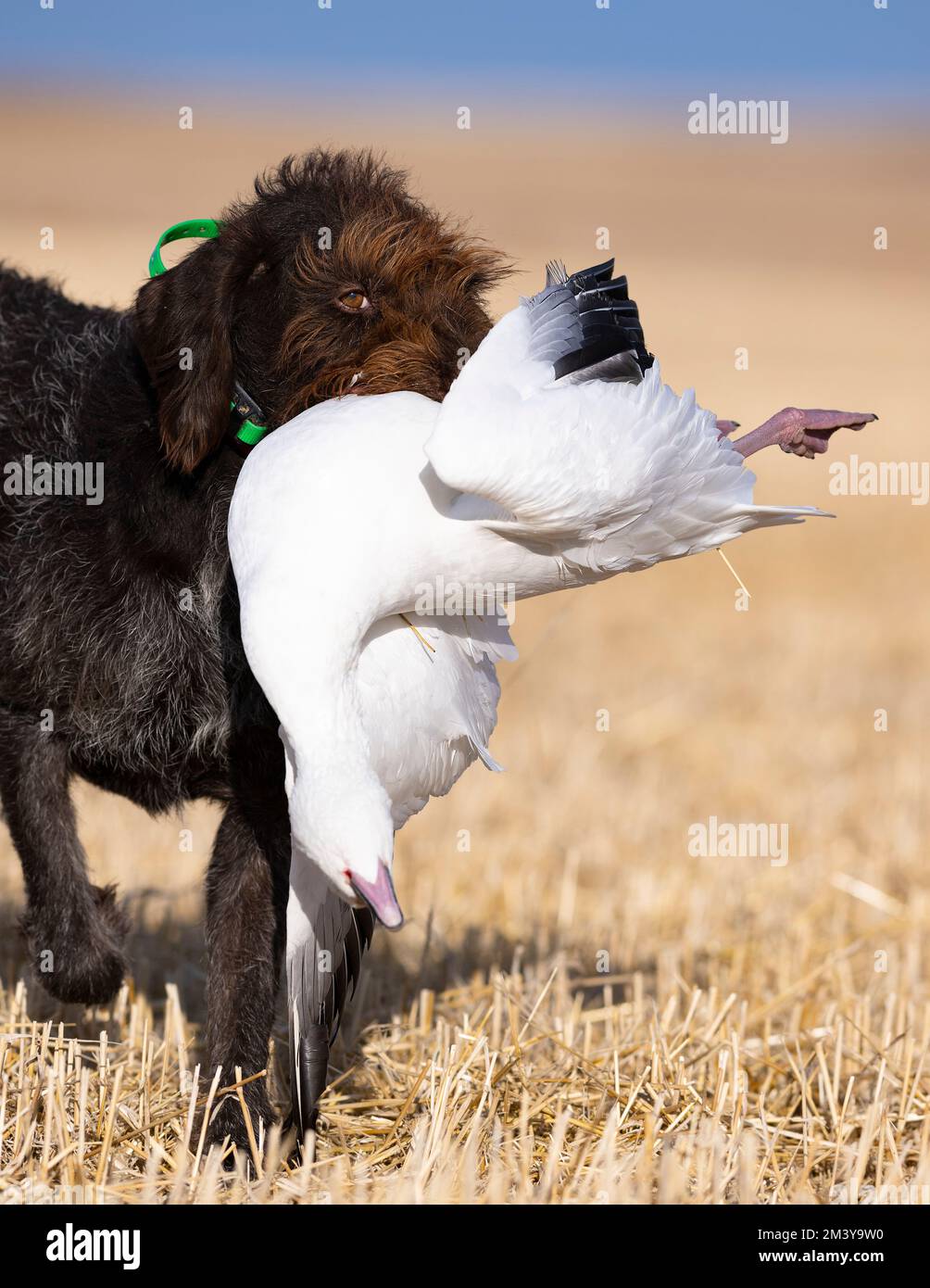 A drahthaar hunting dog retrieving a goose in North Dakota Stock Photo ...