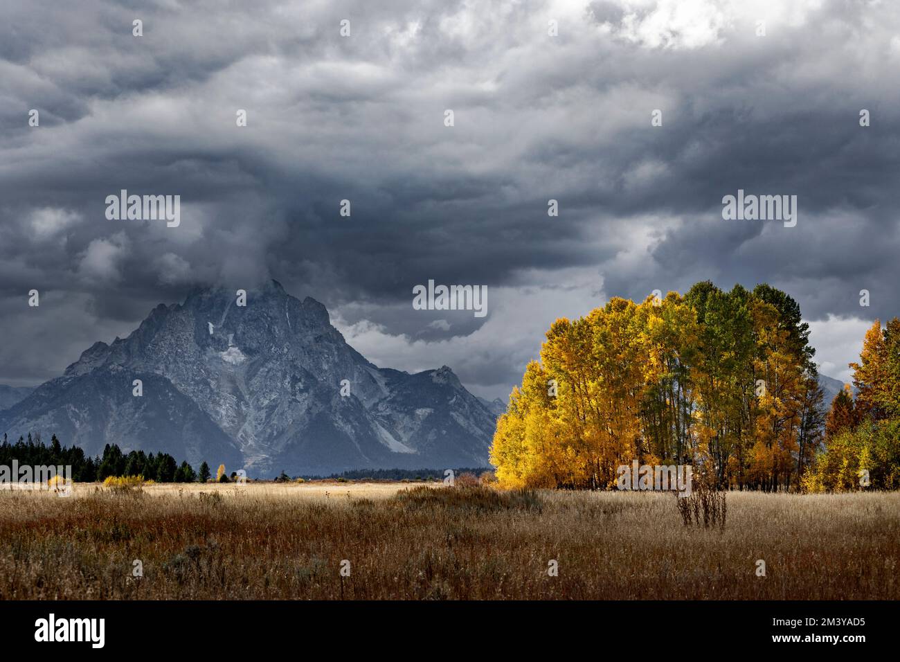 WY05205-00....WYOMING - Mount Moran and aspen trees in Grand Teton ...