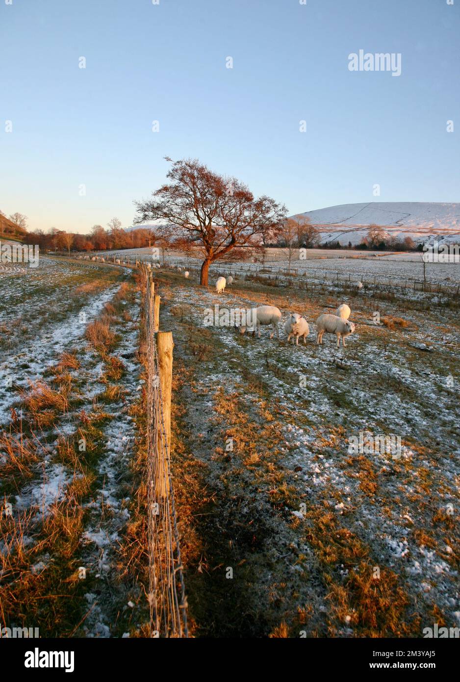 Woollybacks hi-res stock photography and images - Alamy