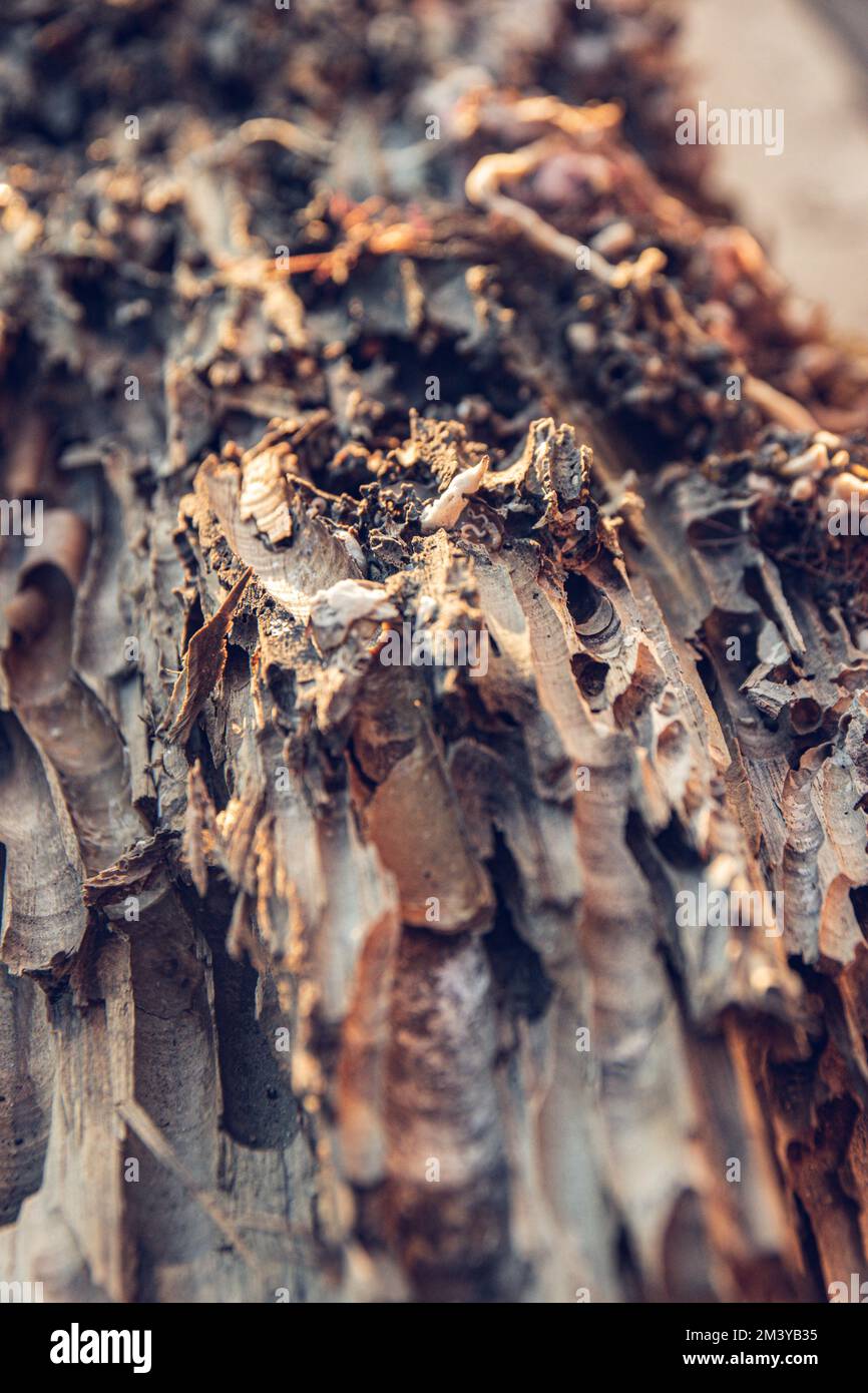 A vertical shot of whittled wood surface Stock Photo - Alamy
