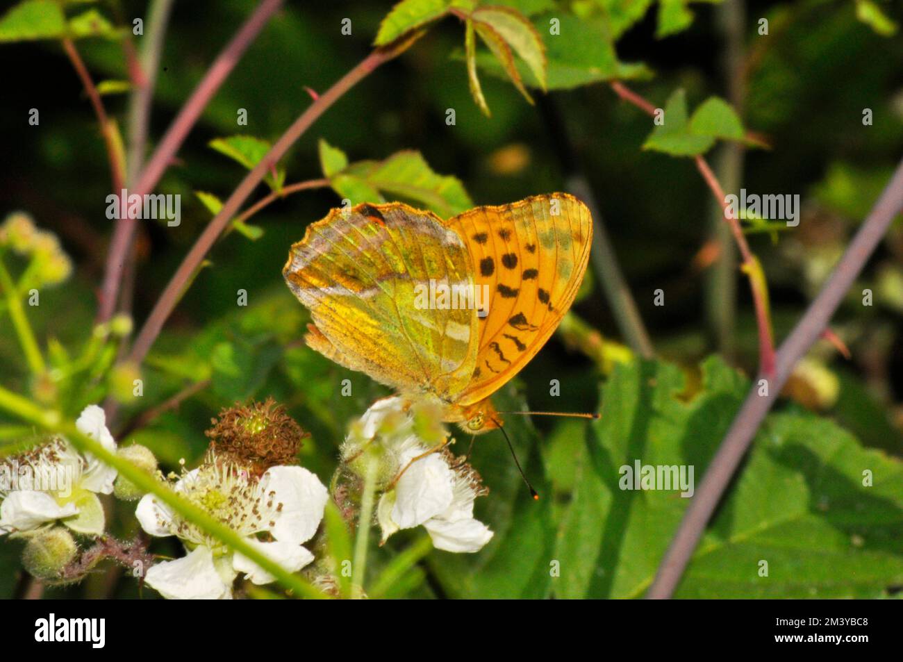 Butterfly flying on flower hi-res stock photography and images - Alamy