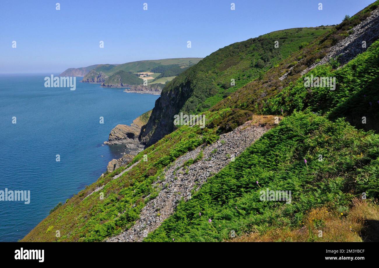 The South West Coast Path winding along bracken covered steep cliffs ...