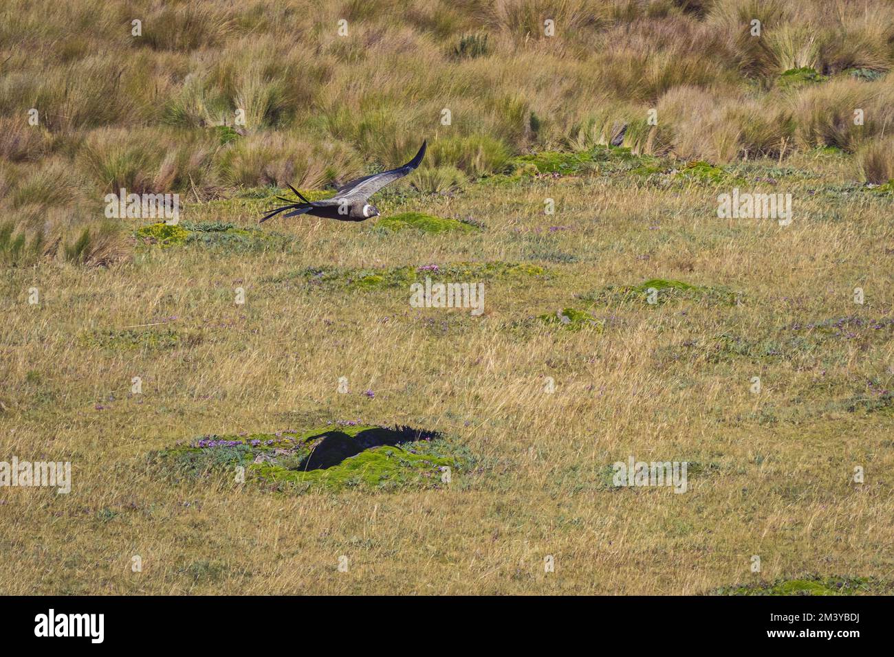 An Andean condor bird with open wings flying above the field with its ...