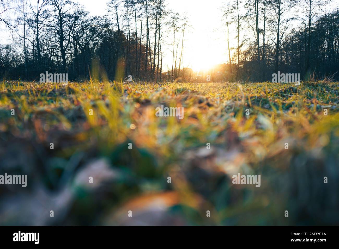 The sun shining through the trees in a field of grass Stock Photo - Alamy
