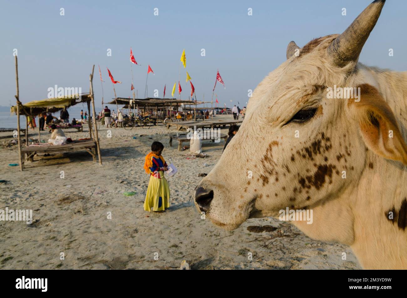 Holy cow at Sangam, the confluence of the holy rivers Ganges, Yamuna ...