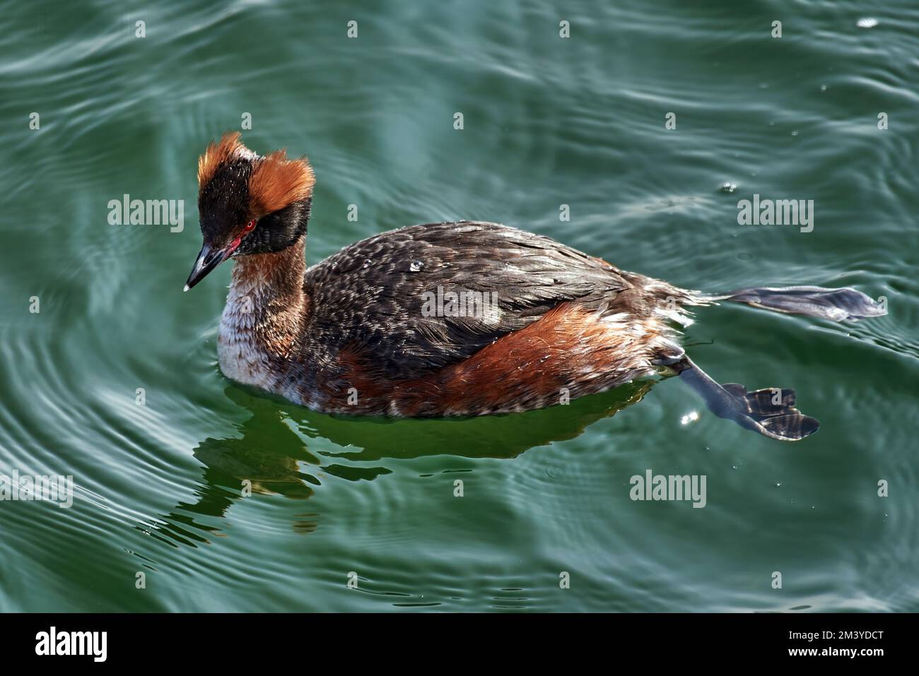 Grebe beach hi-res stock photography and images - Alamy