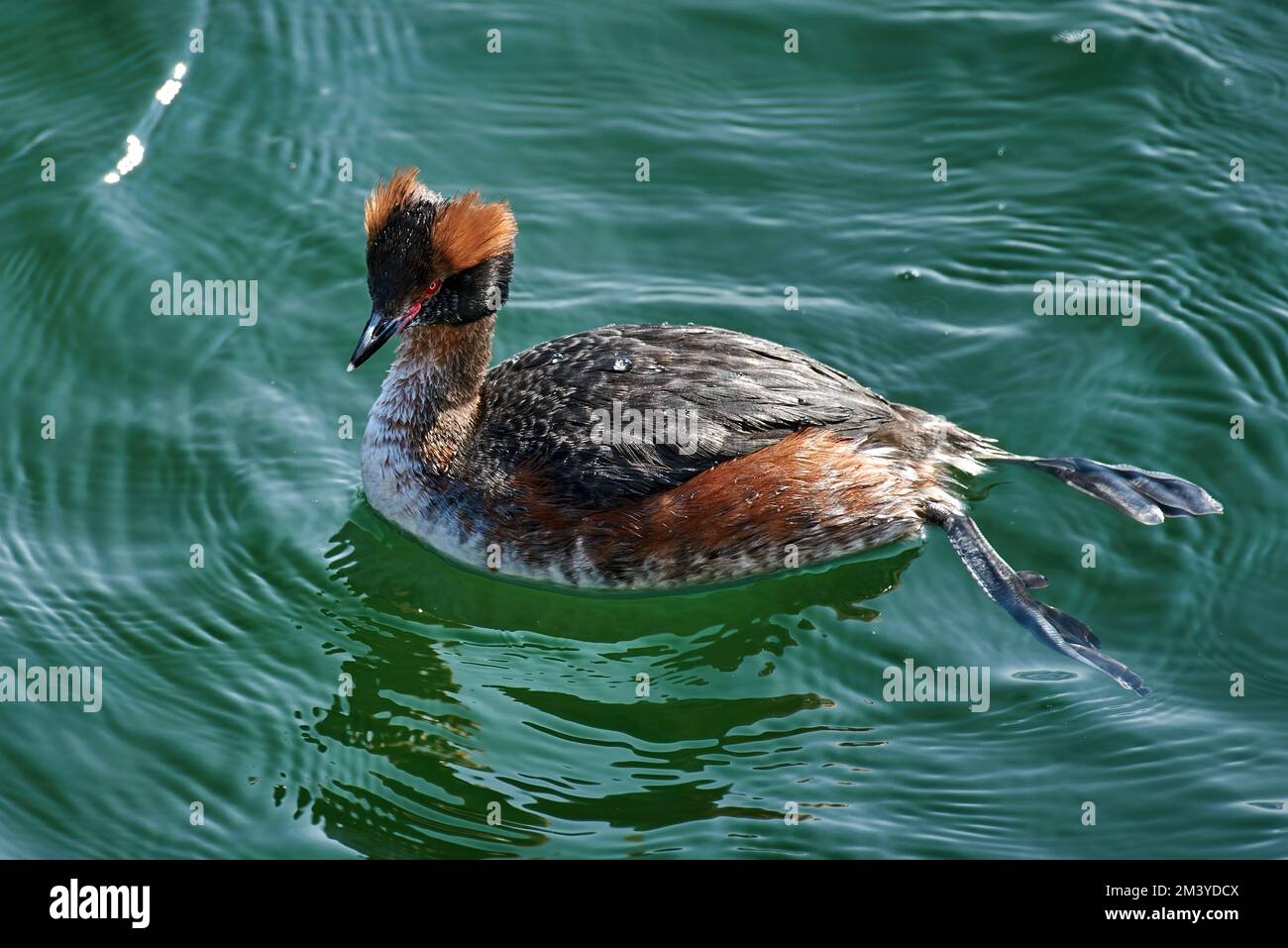Grebe beach hi-res stock photography and images - Alamy