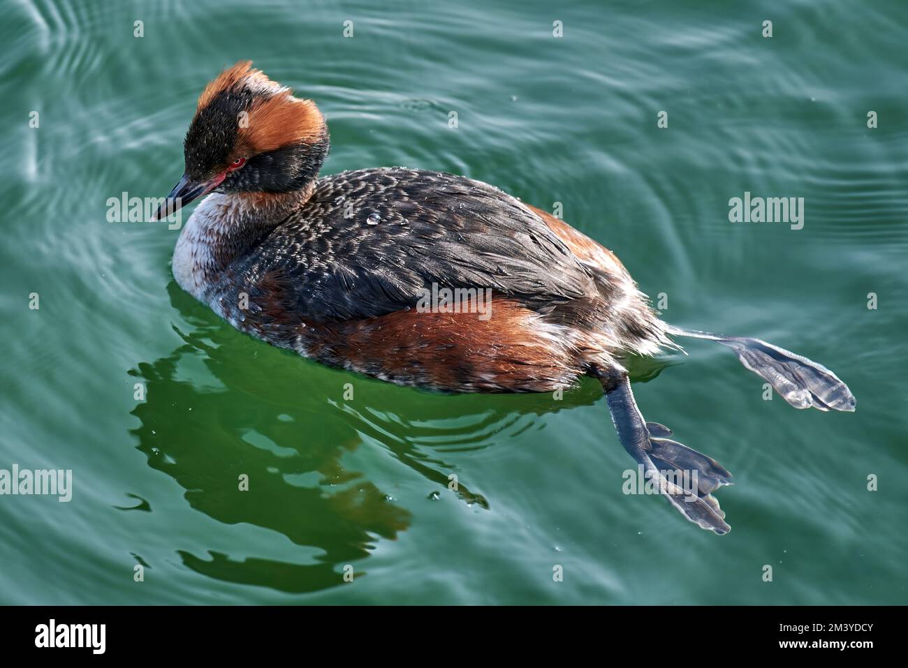 Grebe beach hi-res stock photography and images - Alamy