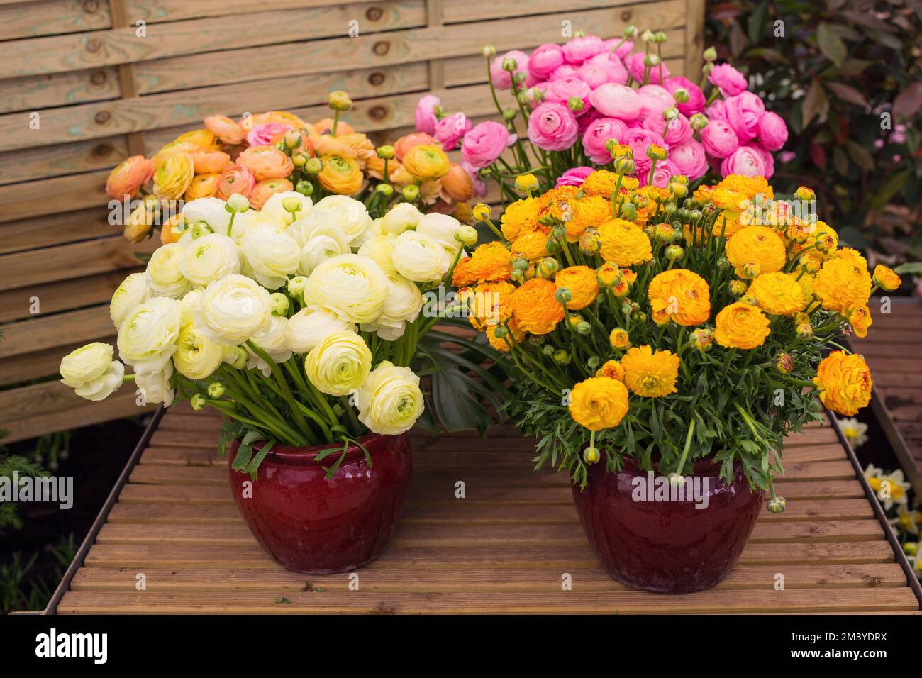 Vases with persian buttercup flowers Stock Photo - Alamy