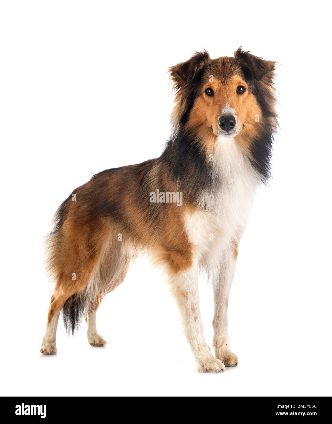 young rough collie in front of white background Stock Photo - Alamy