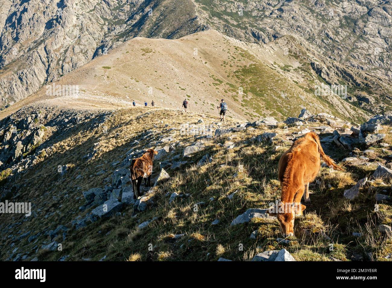 Cows and hikers on the ridges between Petra Piana and Onda, GR20 ...