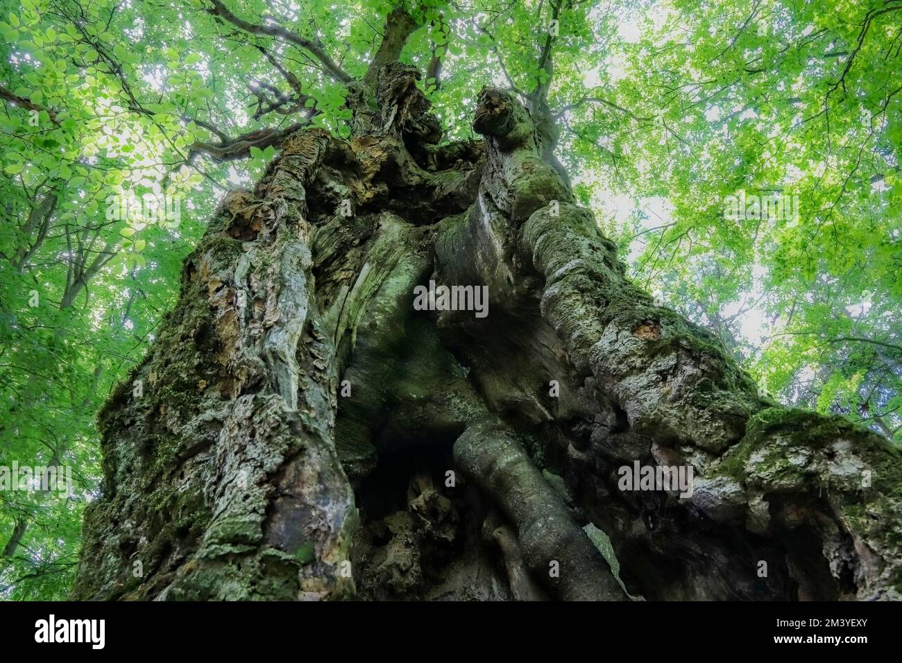 A low angle shot of a huge old tree growing in a forest under the ...
