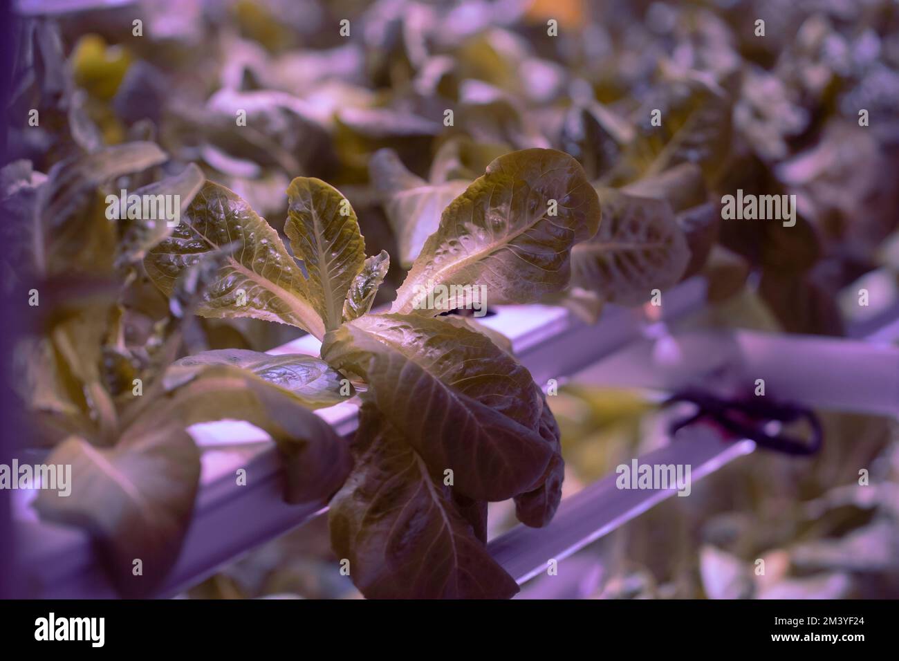 Romaine lettuce microgreens growing under led lightening in vertical ...