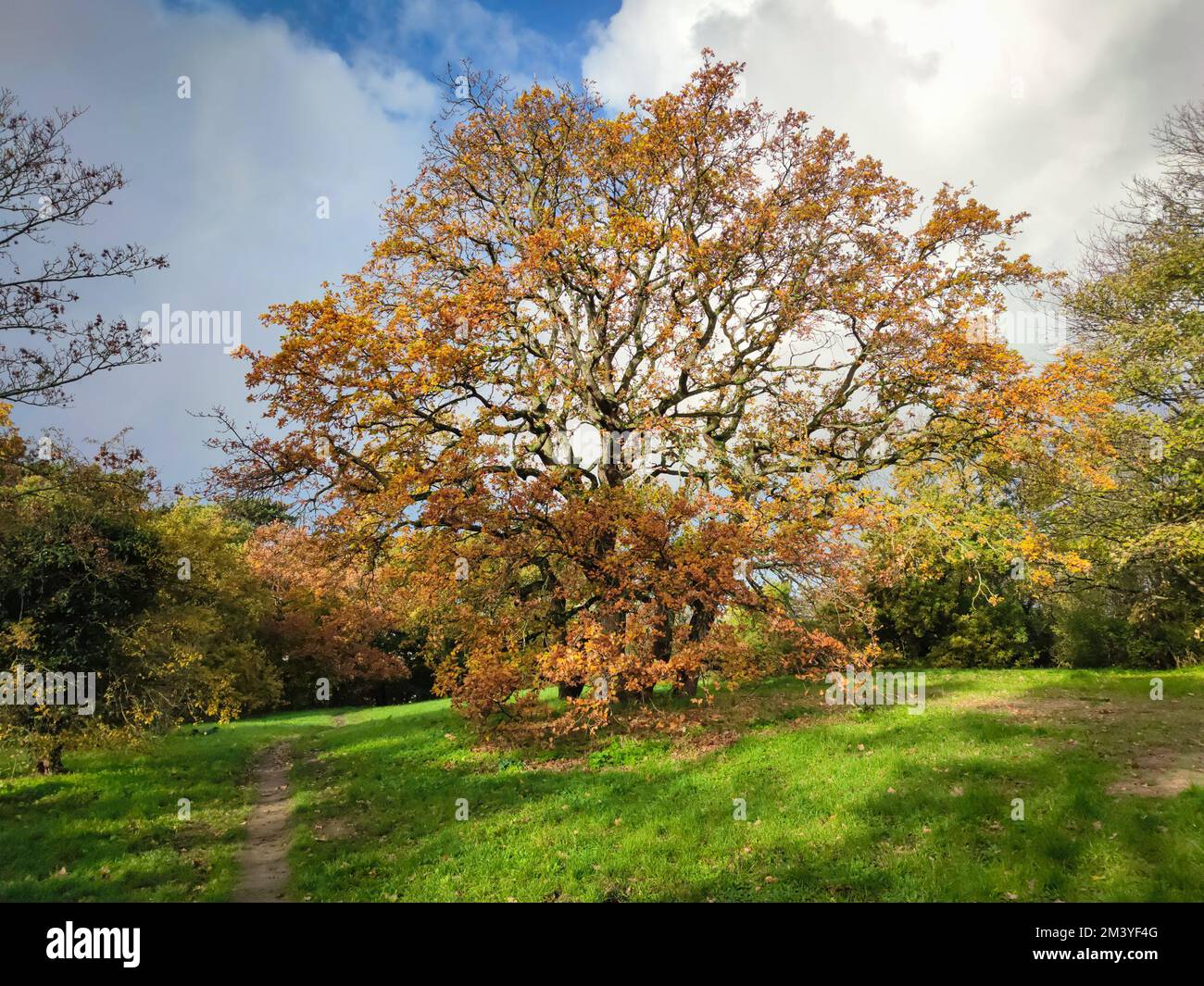 Lone oak tree with golden leaves in a park on a sunny day in November ...