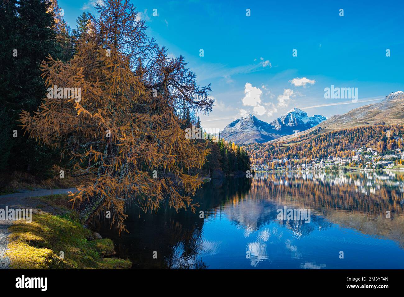 Impressive larch tree in fall colors along the shore of Lake Saint ...