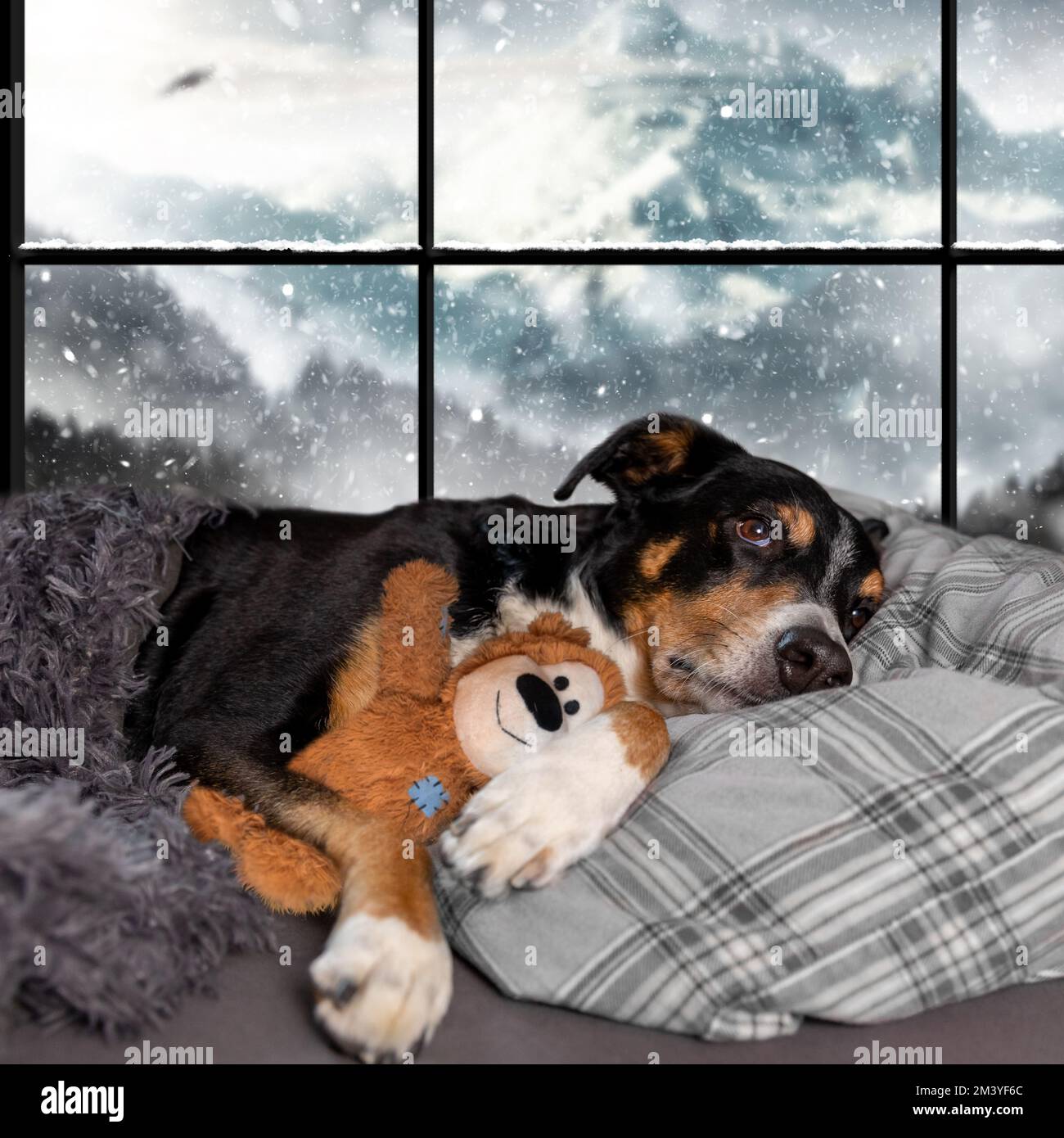 Dog is sleeping with a teddy bear in the bed. Snow in the Background ...