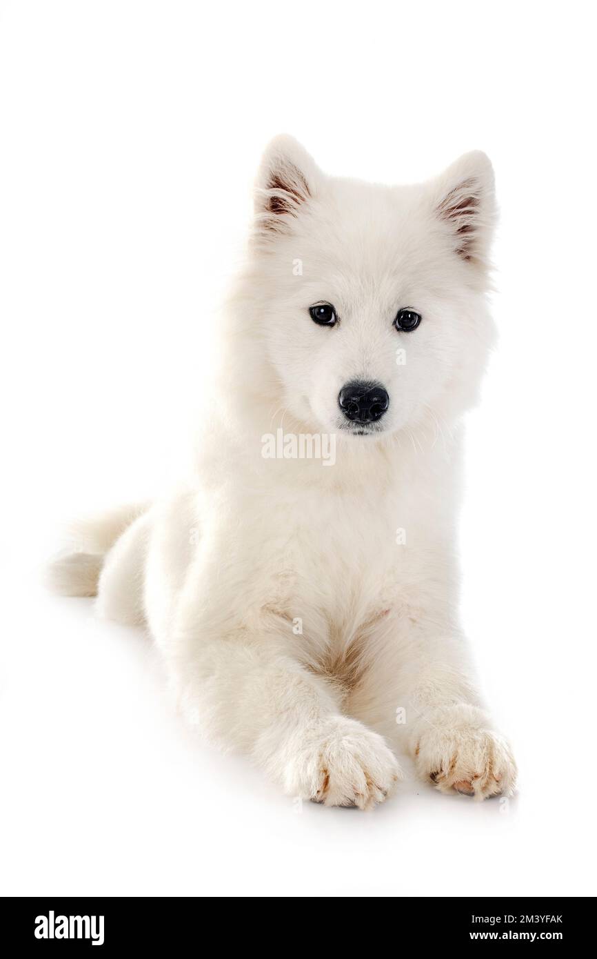 samoyed dog in front of white background Stock Photo - Alamy