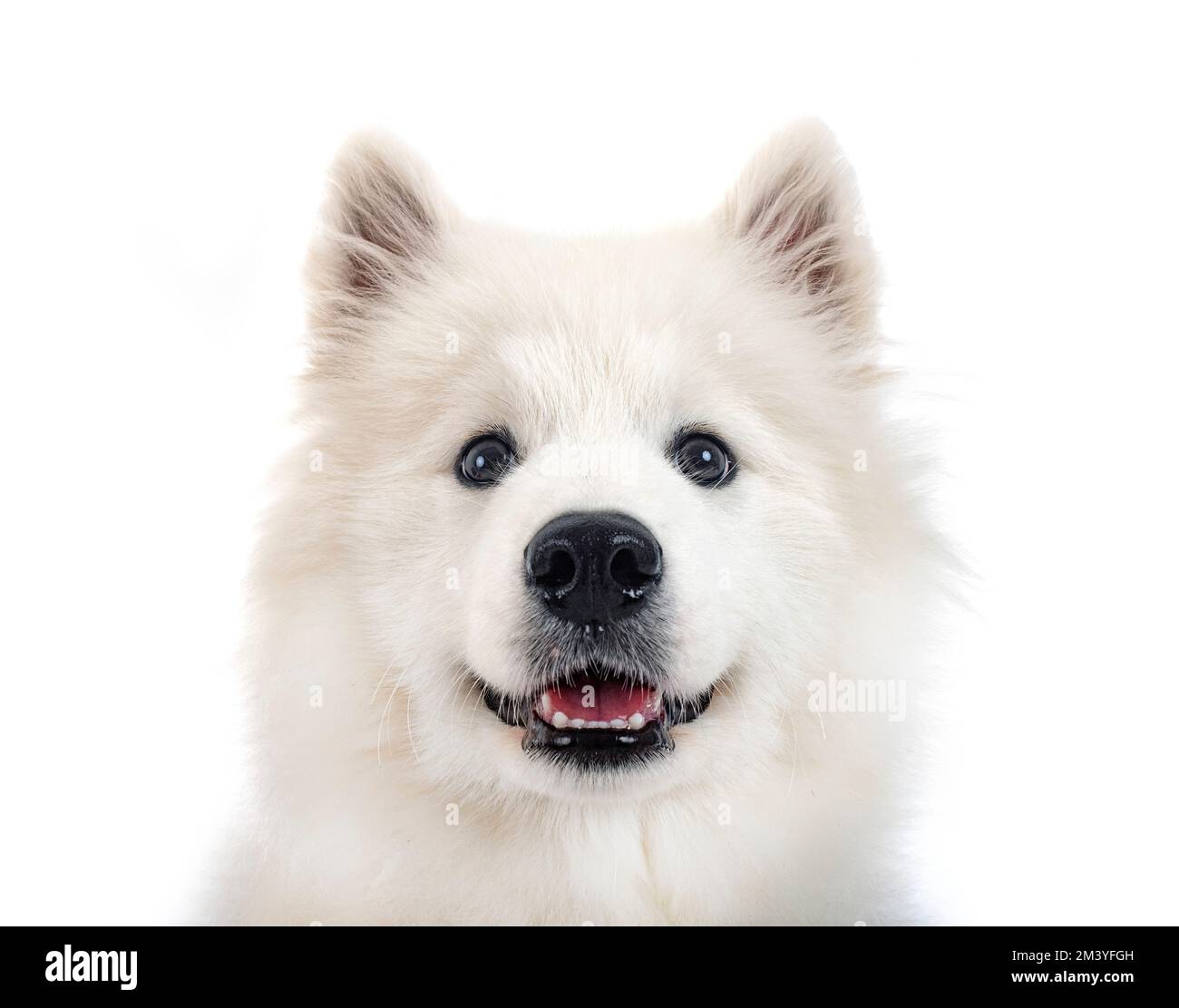 samoyed dog in front of white background Stock Photo - Alamy