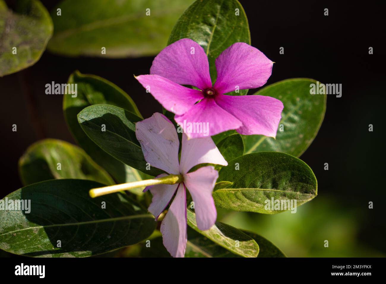 Flowers of Sinaloa Stock Photo - Alamy