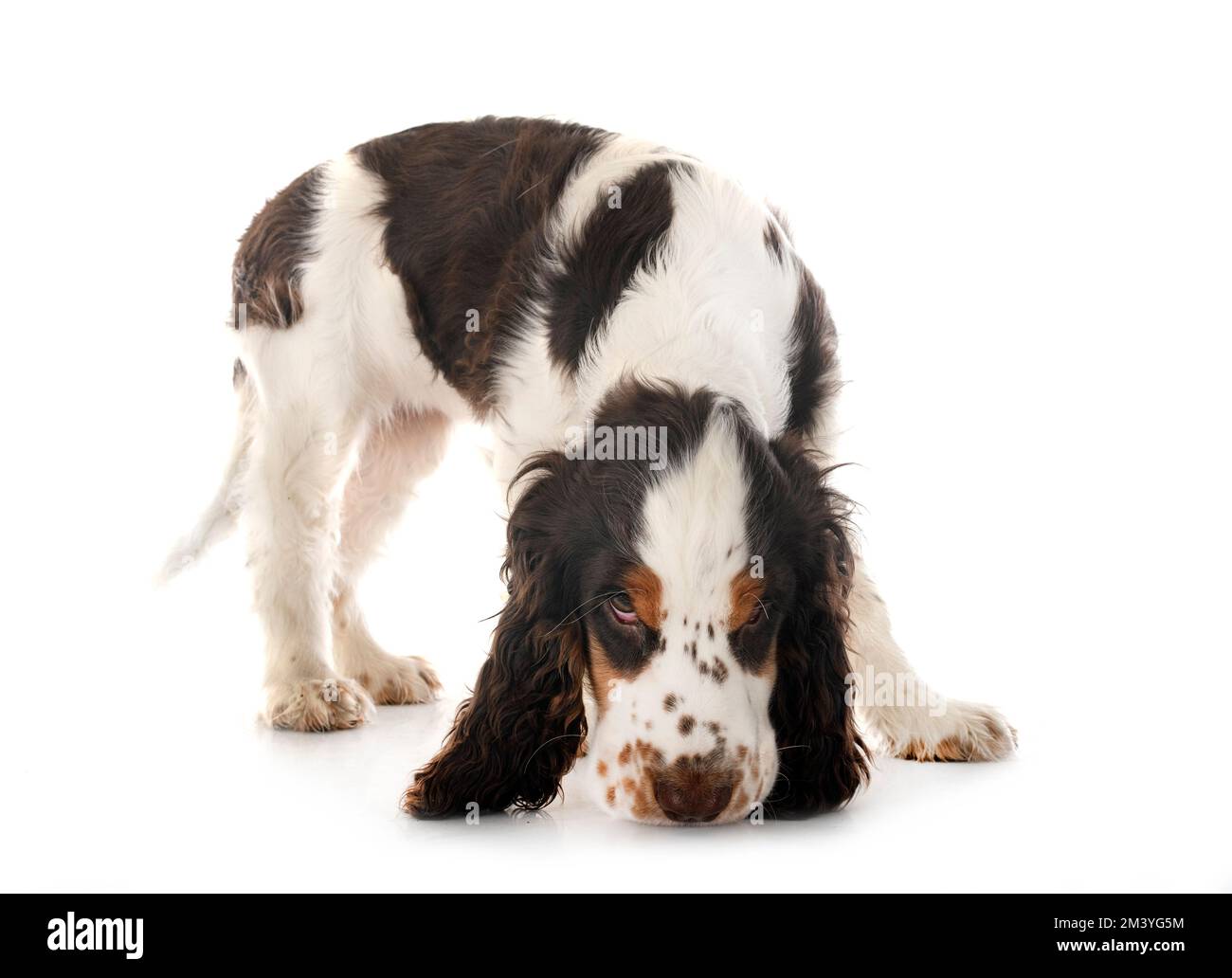 English Cocker Spaniel in front of white background Stock Photo - Alamy