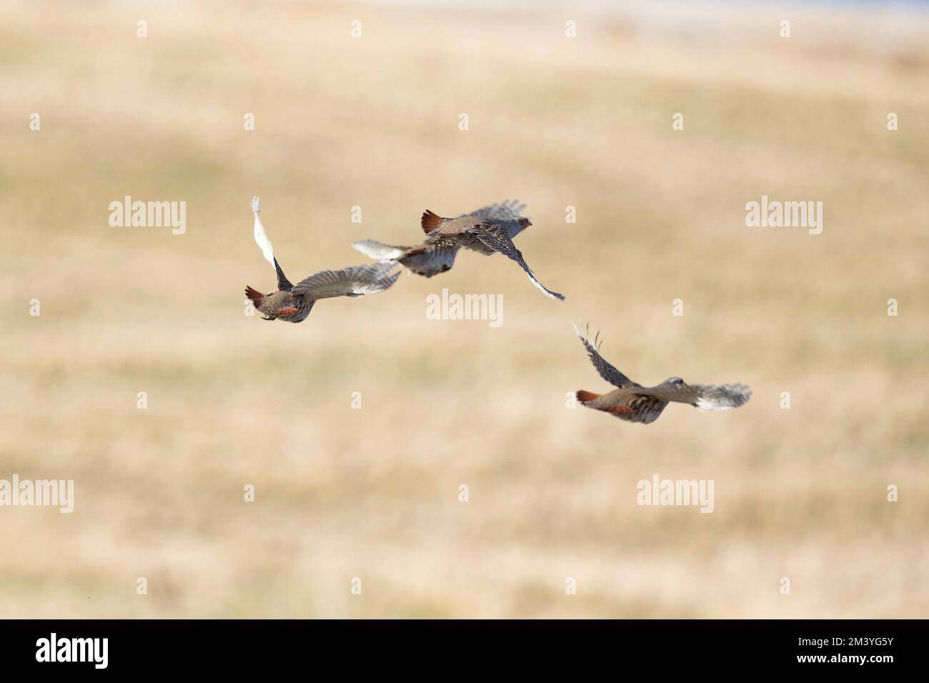 Partridge in flight hi-res stock photography and images - Alamy