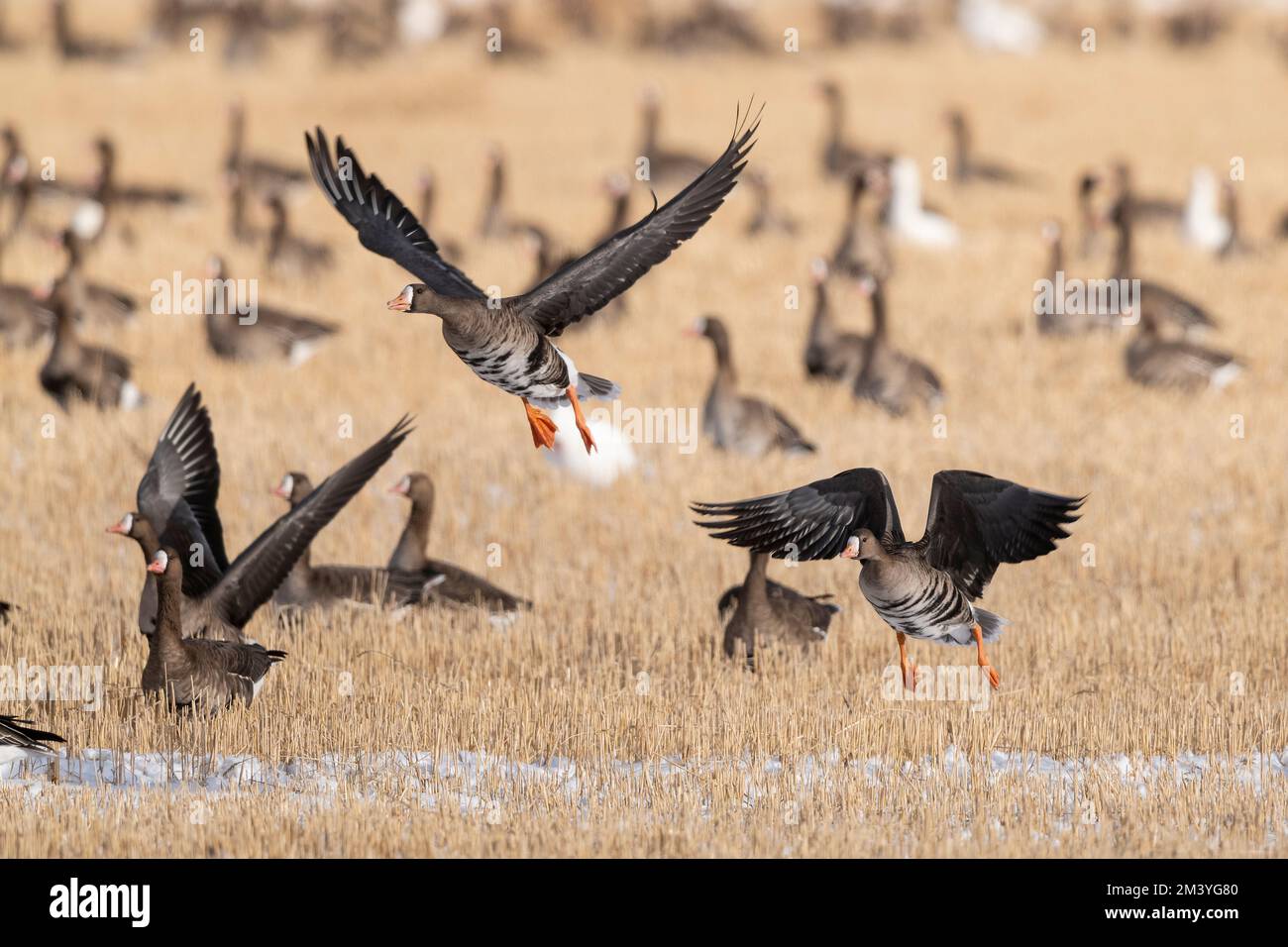 Greater White fronted Geese in a grain field in North Dakota Stock ...