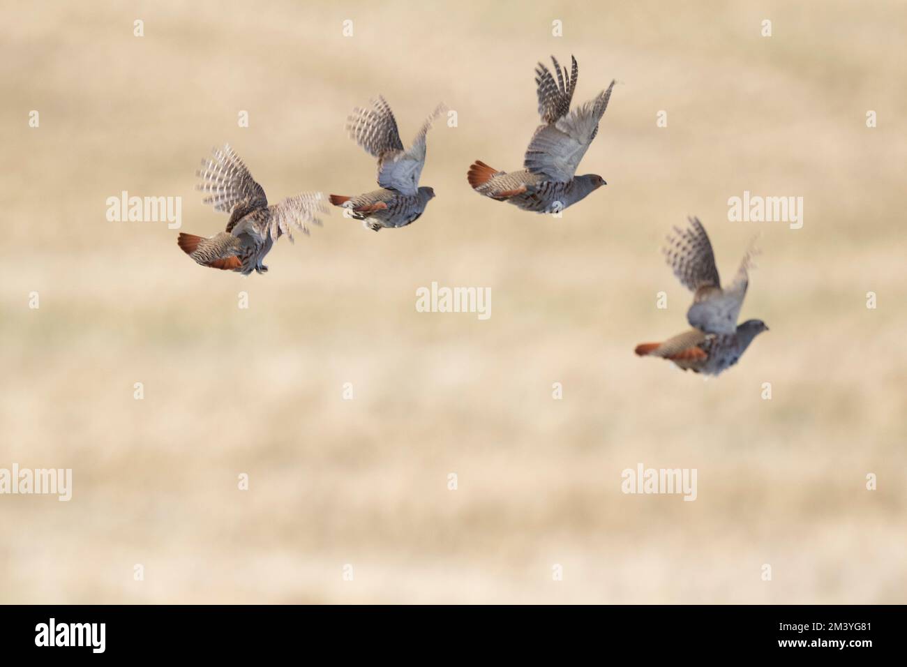 Partridge In Flight