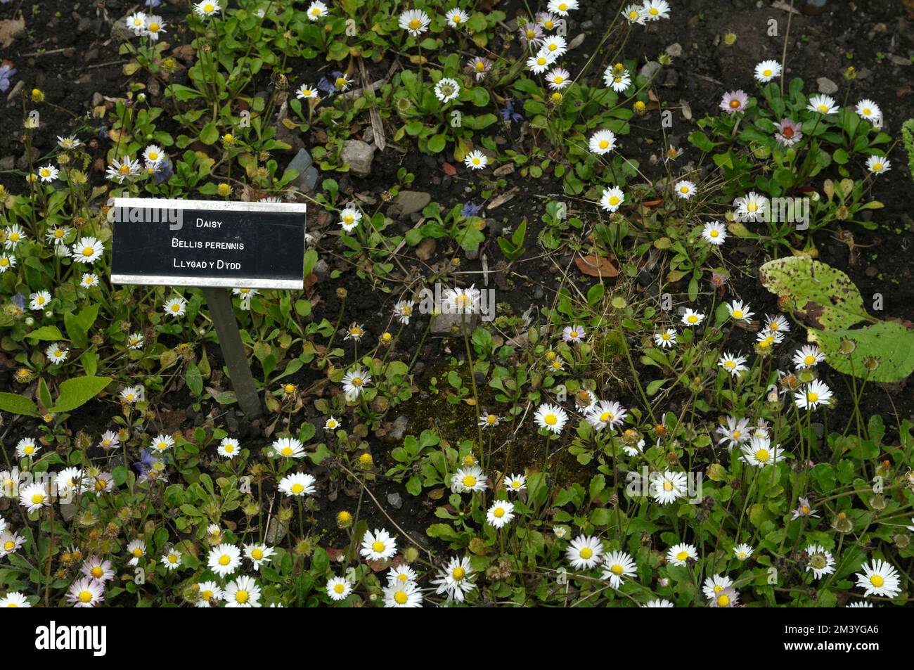 Daisy - Bellis Perennis, Llygad y dydd Stock Photo - Alamy