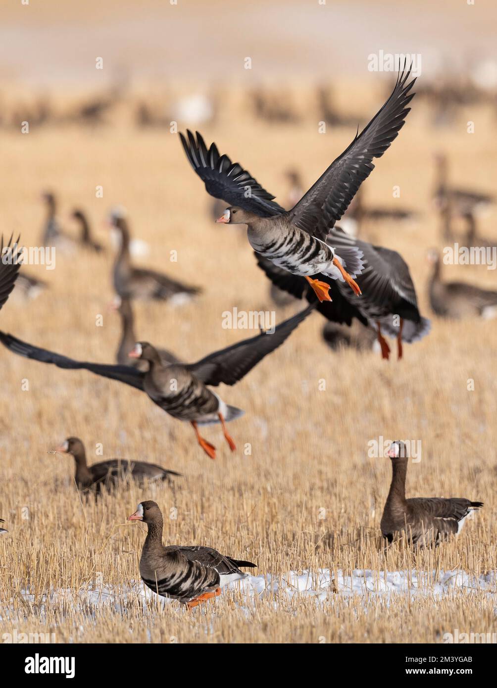 Greater White fronted Geese in a grain field in North Dakota Stock ...